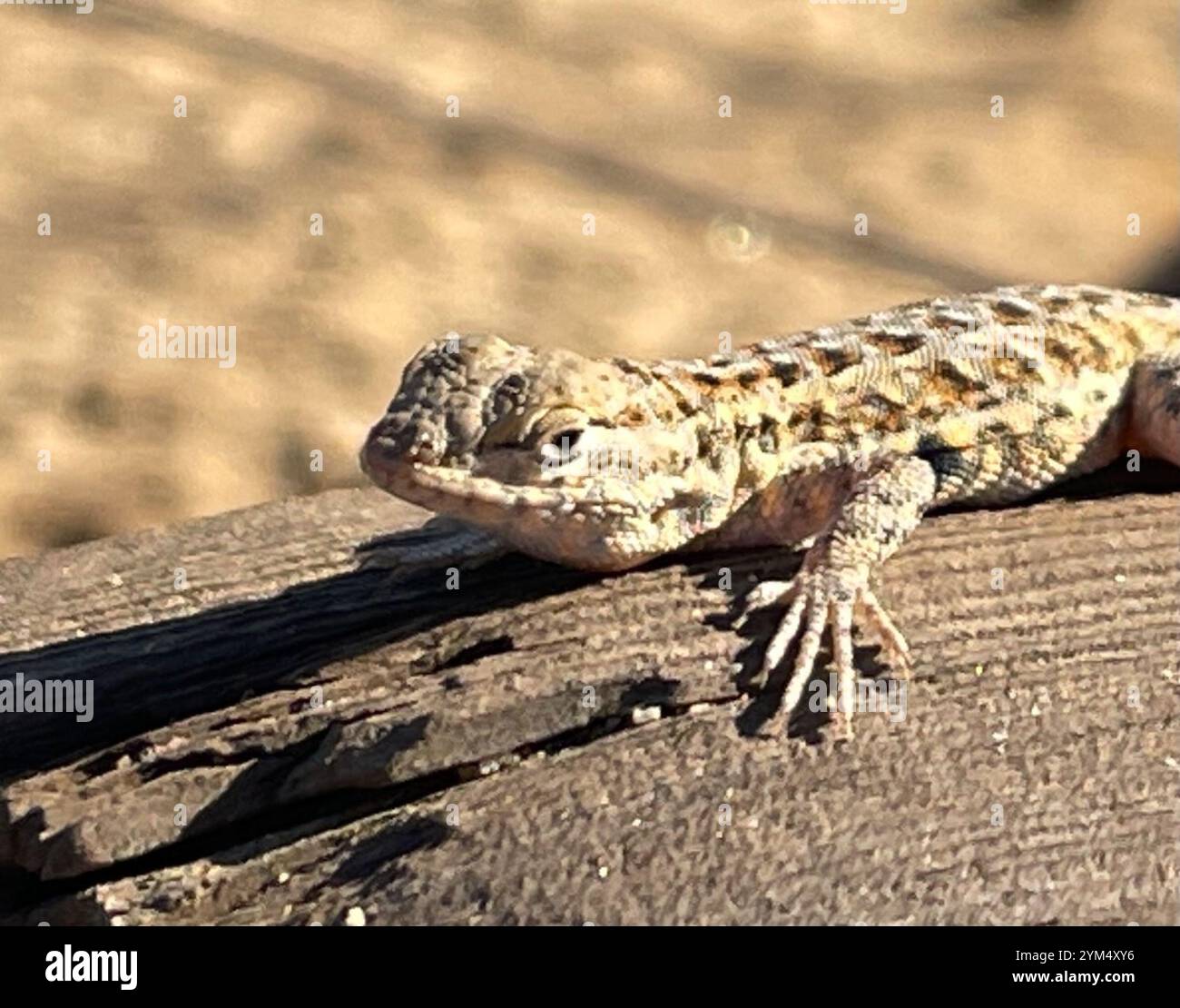 Common Side-blotched Lizard (Uta stansburiana Stock Photo - Alamy