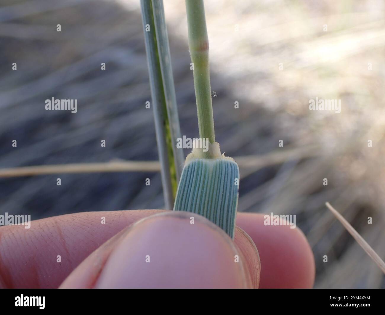 Great Basin Wildrye (Leymus cinereus Stock Photo - Alamy