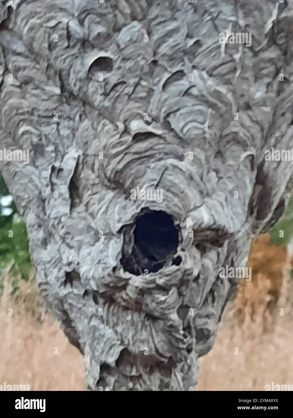 Bald-faced Hornet (Dolichovespula maculata Stock Photo - Alamy