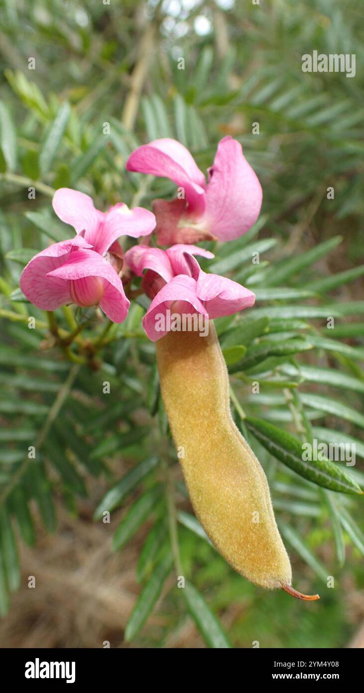 Keurboom hi-res stock photography and images - Alamy