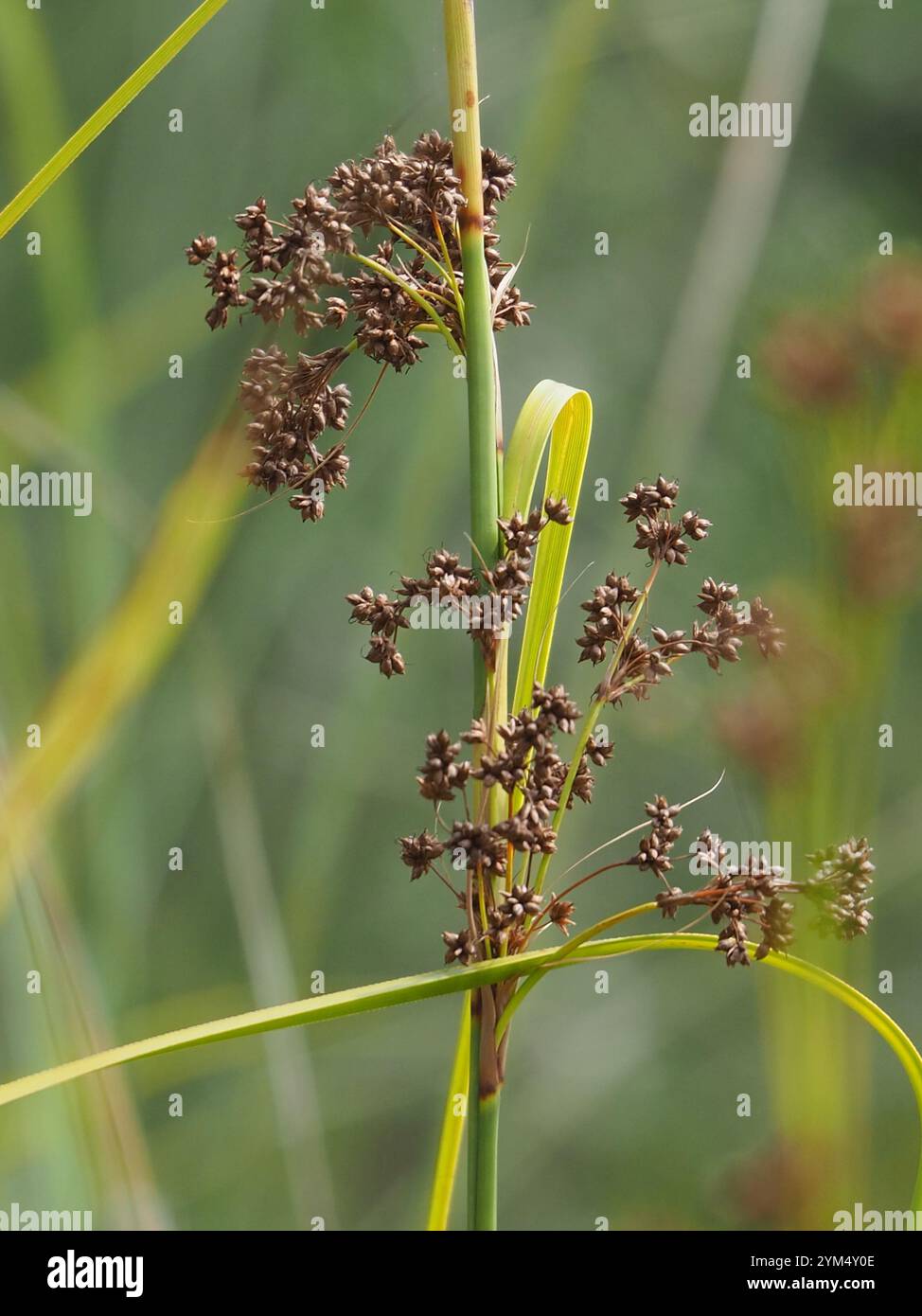 (Cladium mariscus mariscus Stock Photo - Alamy