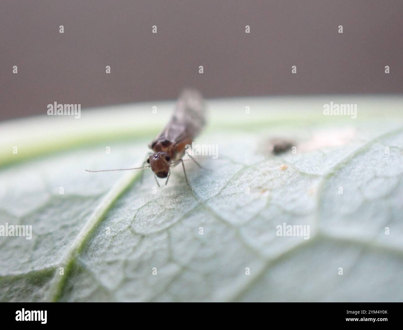 Barklice, Booklice, and Parasitic Lice (Psocodea Stock Photo - Alamy