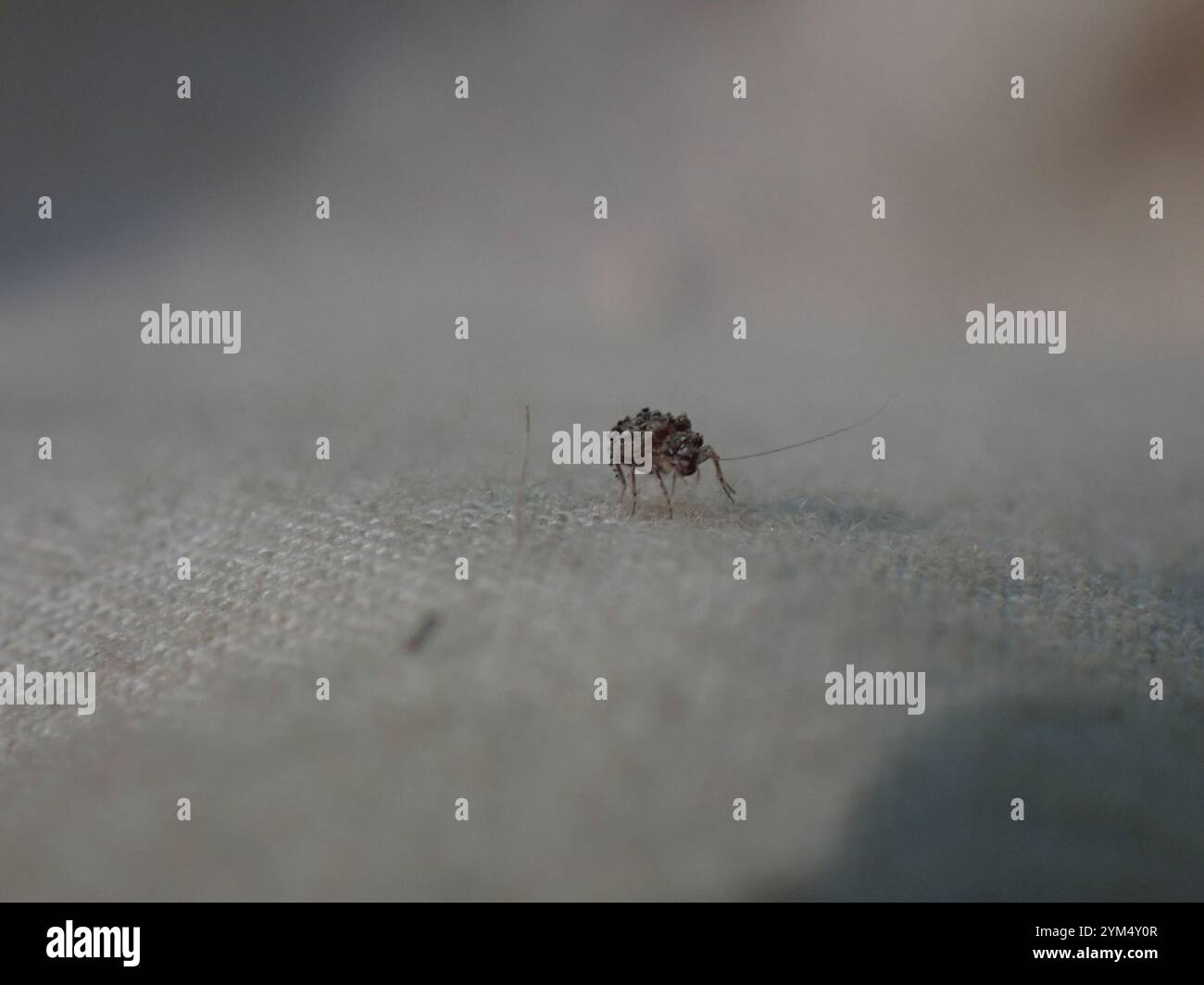 Barklice, Booklice, and Parasitic Lice (Psocodea Stock Photo - Alamy
