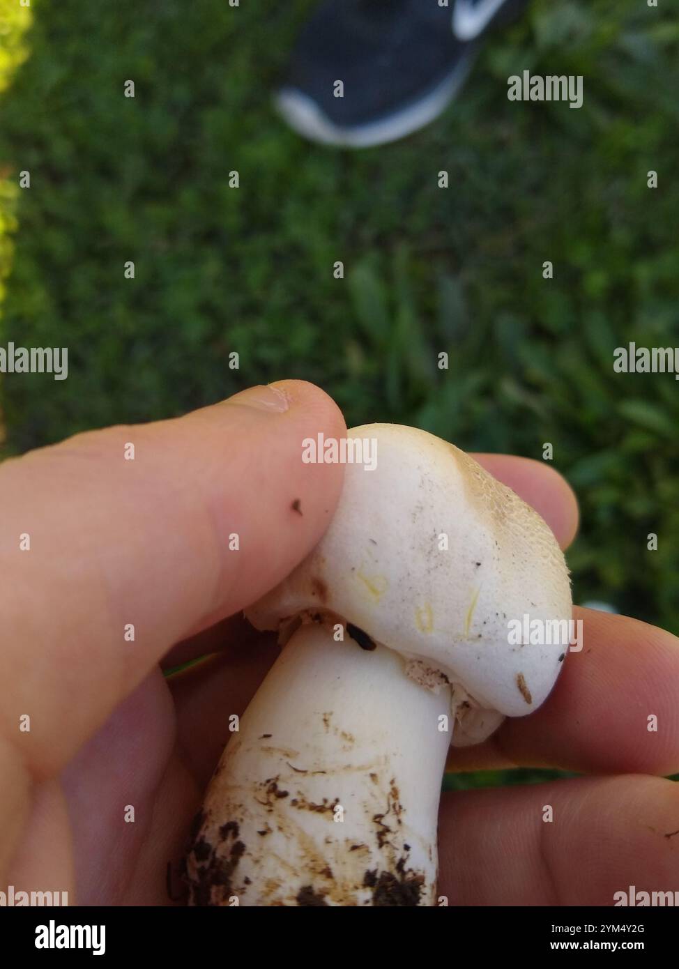 Yellow Stainer (Agaricus xanthodermus Stock Photo - Alamy