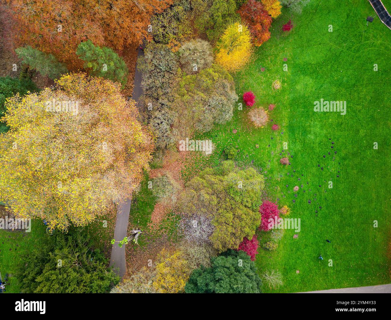 Birds eye view of spectacular autumn foliage and trees Stock Photo - Alamy