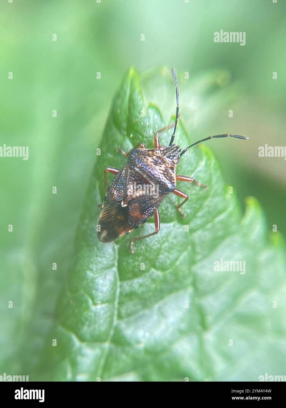Edge-striped Shield Bug (Elasmucha lateralis Stock Photo - Alamy