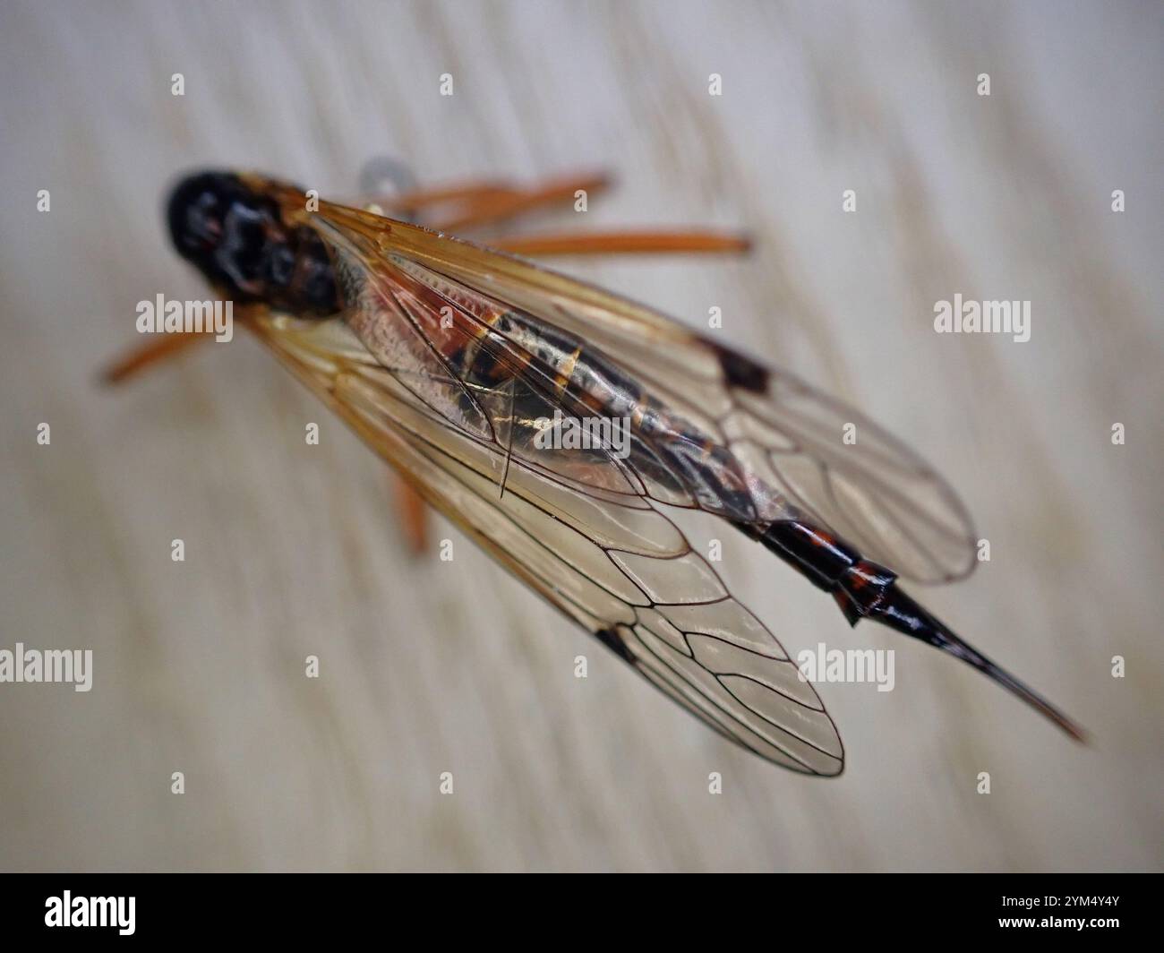 Giant Sabre Comb Horn Cranefly (Tanyptera atrata Stock Photo - Alamy