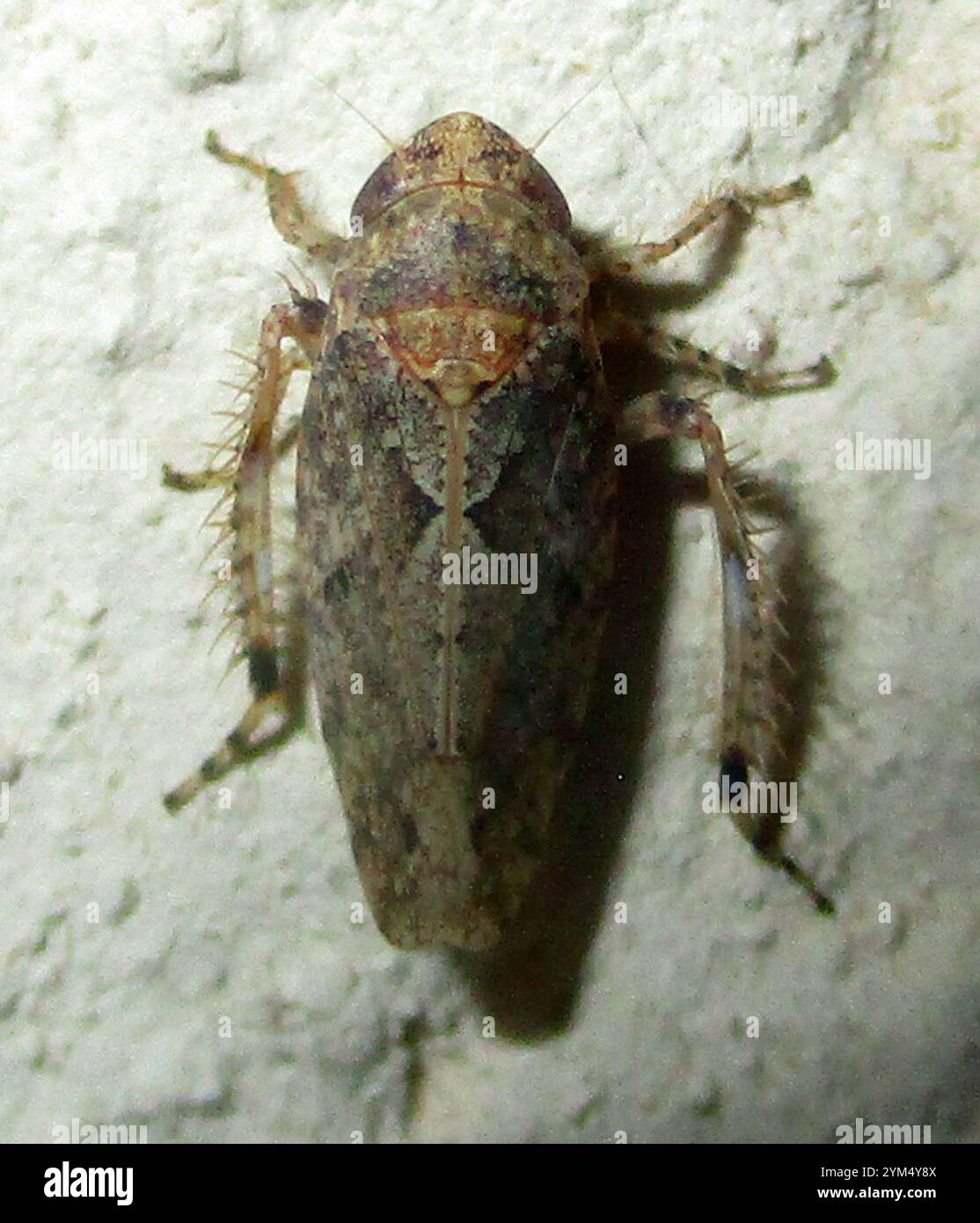 Typical Leafhoppers (Cicadellidae Stock Photo - Alamy