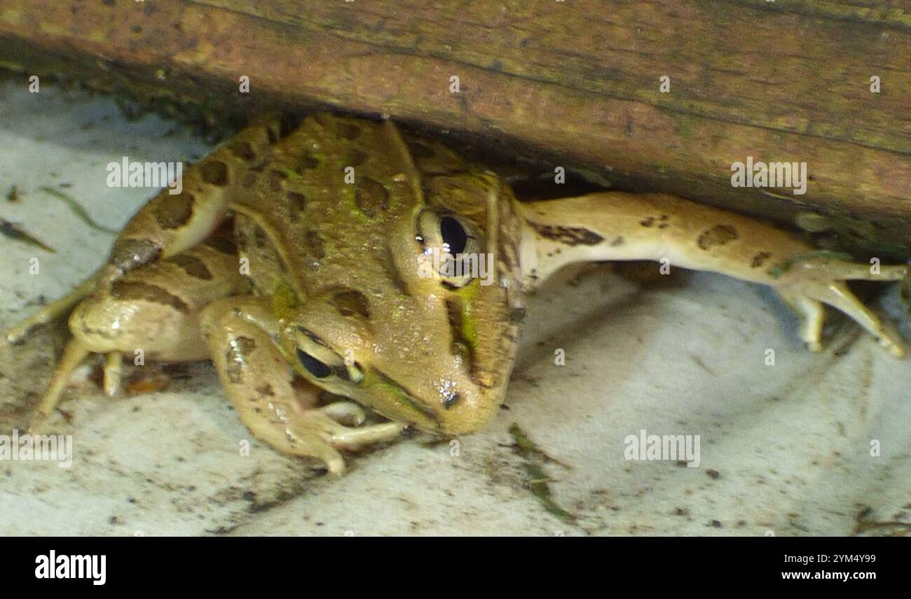 Southern Leopard Frog (Lithobates sphenocephalus Stock Photo - Alamy