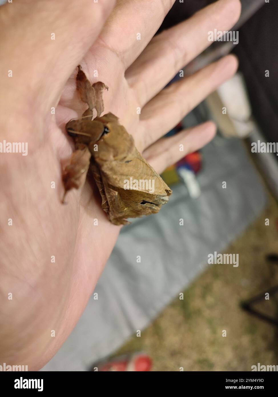 Swift moths hepialidae hi-res stock photography and images - Alamy
