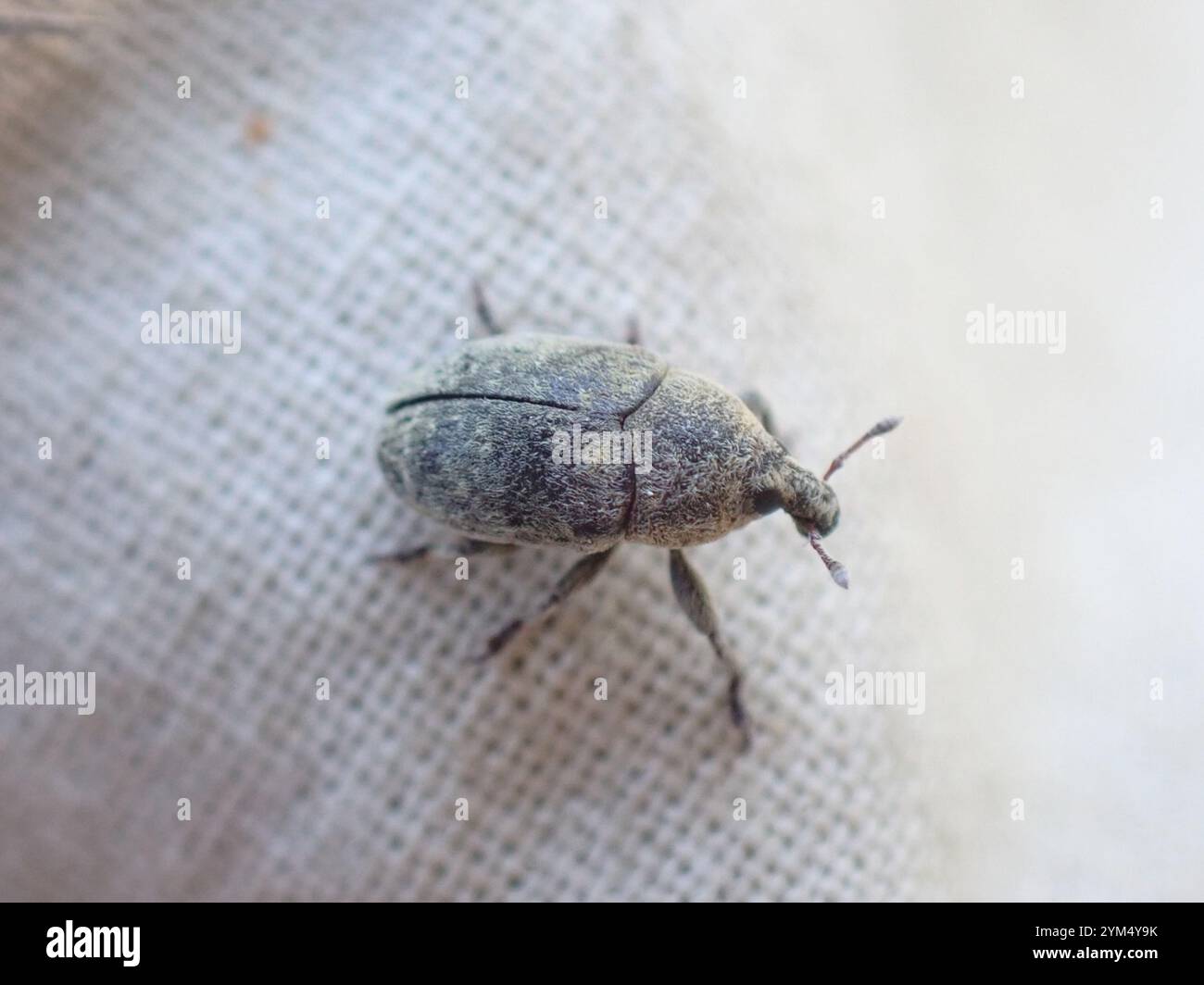 Lesser Knapweed Flower Weevil (Larinus minutus Stock Photo - Alamy