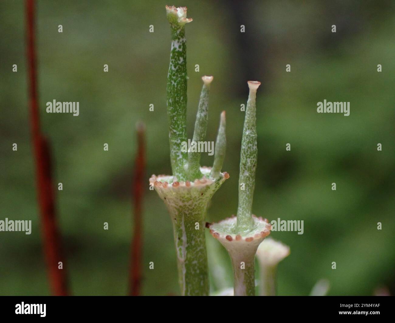 Cladonia verticillata hi-res stock photography and images - Alamy