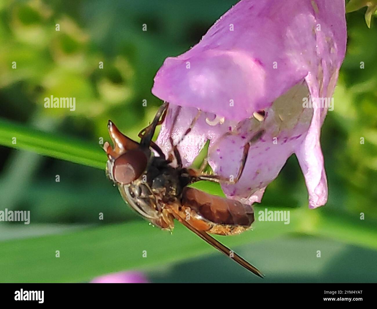 Heineken Fly (Rhingia campestris Stock Photo - Alamy