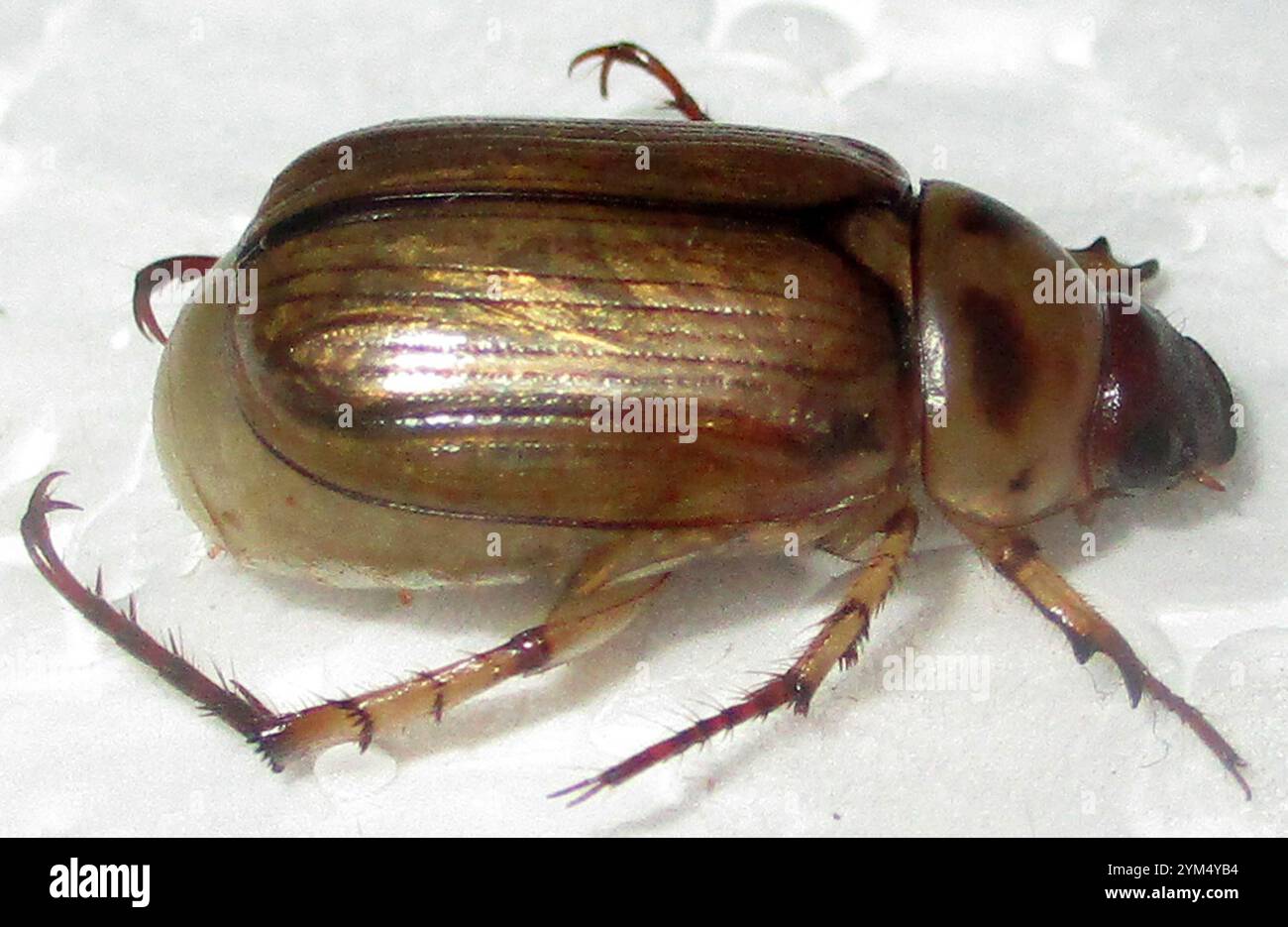 Shining Leaf Chafers (Rutelinae Stock Photo - Alamy