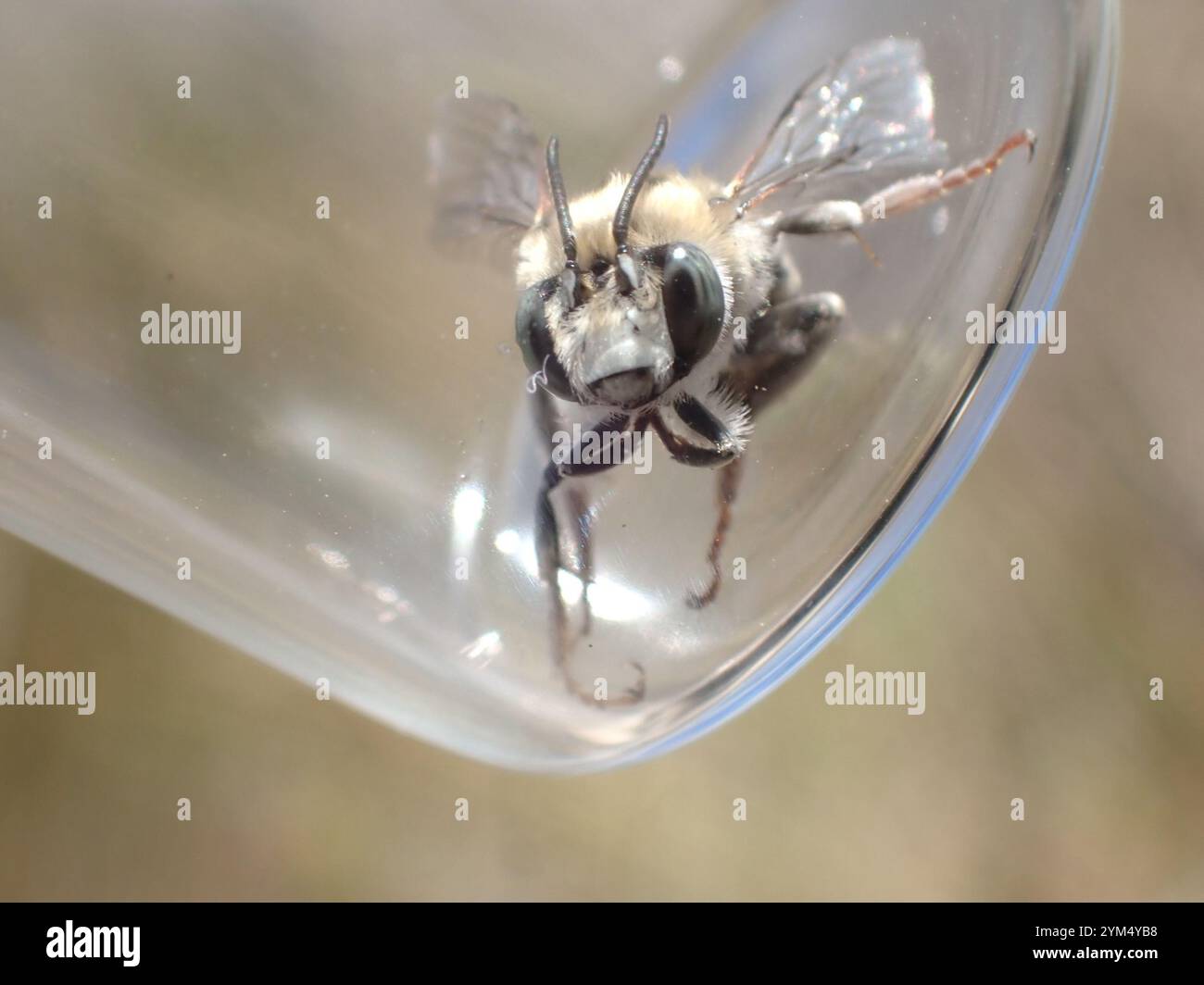 Urbane Digger Bee (Anthophora urbana Stock Photo - Alamy
