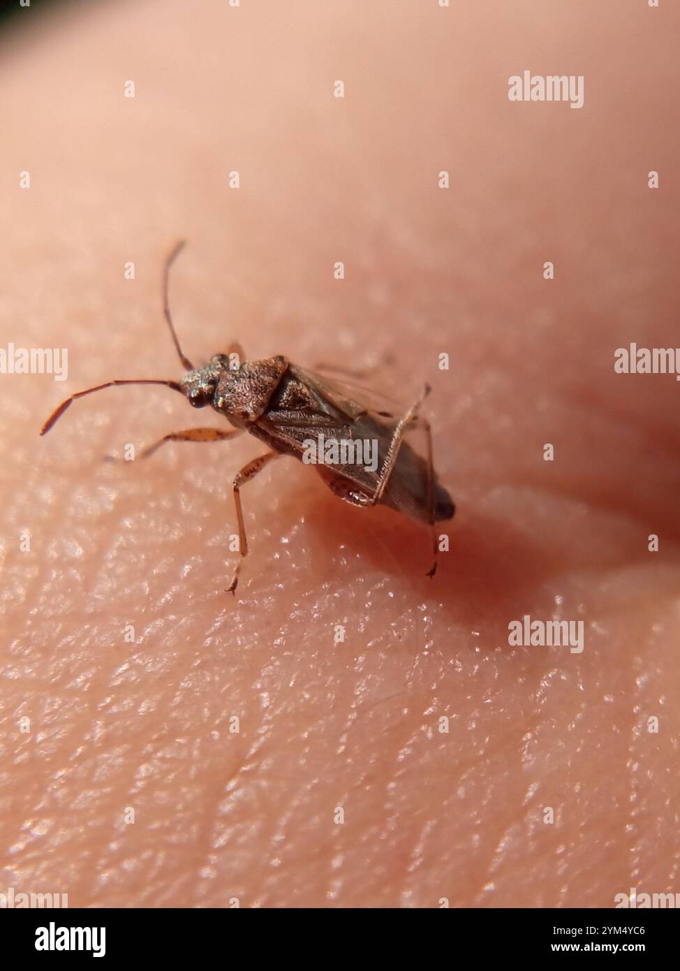 False chinch bugs (Nysius Stock Photo - Alamy