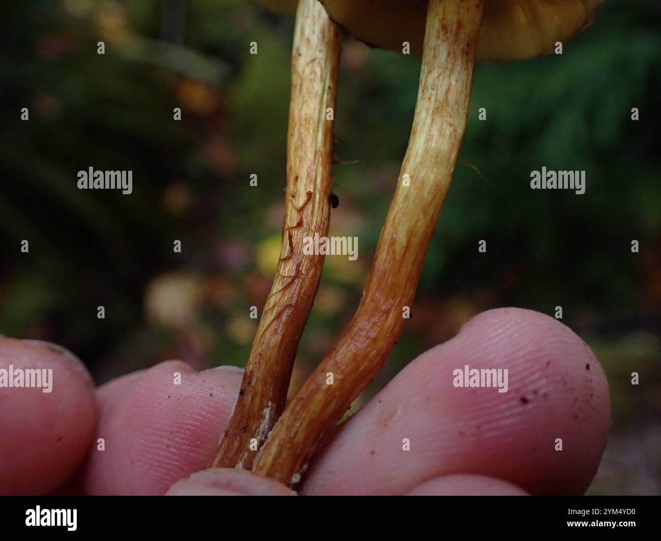 Sulphur Tuft (Hypholoma fasciculare Stock Photo - Alamy