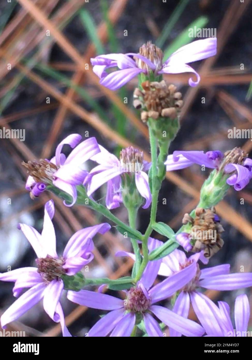 Eastern Silver Aster (Symphyotrichum concolor Stock Photo - Alamy