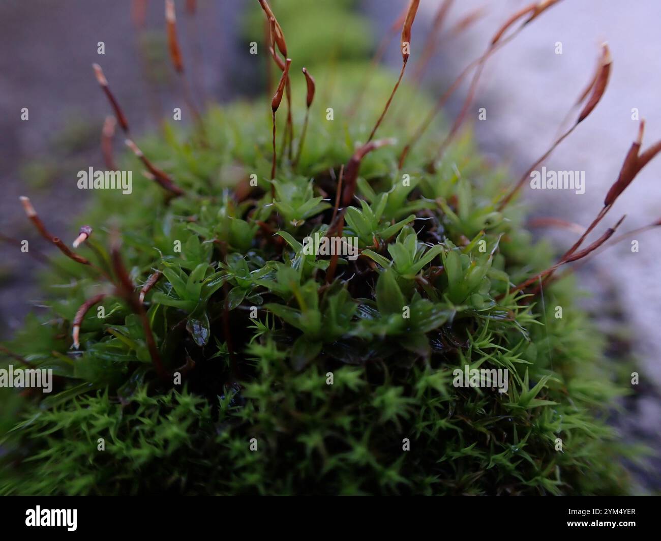 Brown Screw-moss (Syntrichia princeps Stock Photo - Alamy