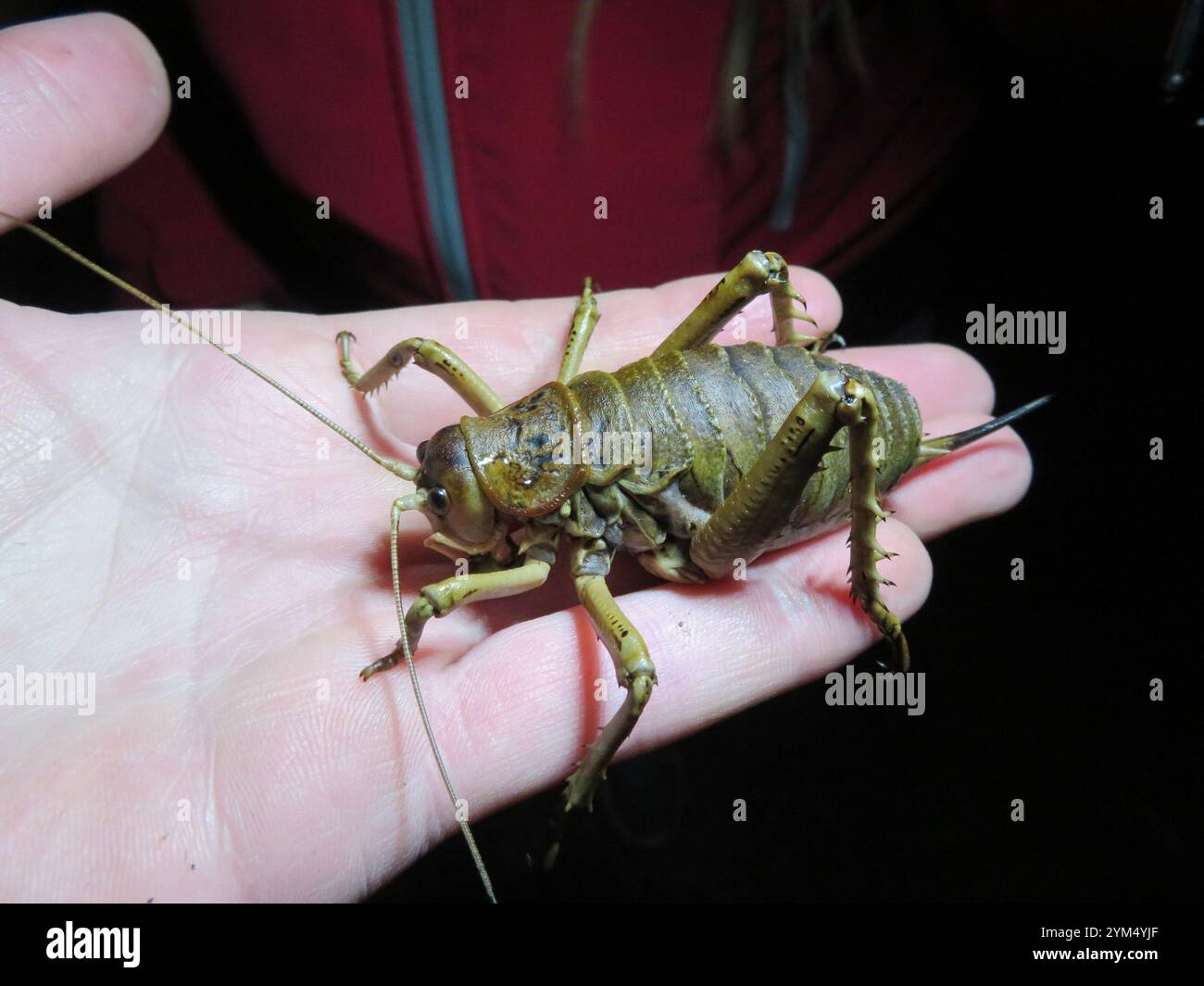 Giant weta hi-res stock photography and images - Alamy