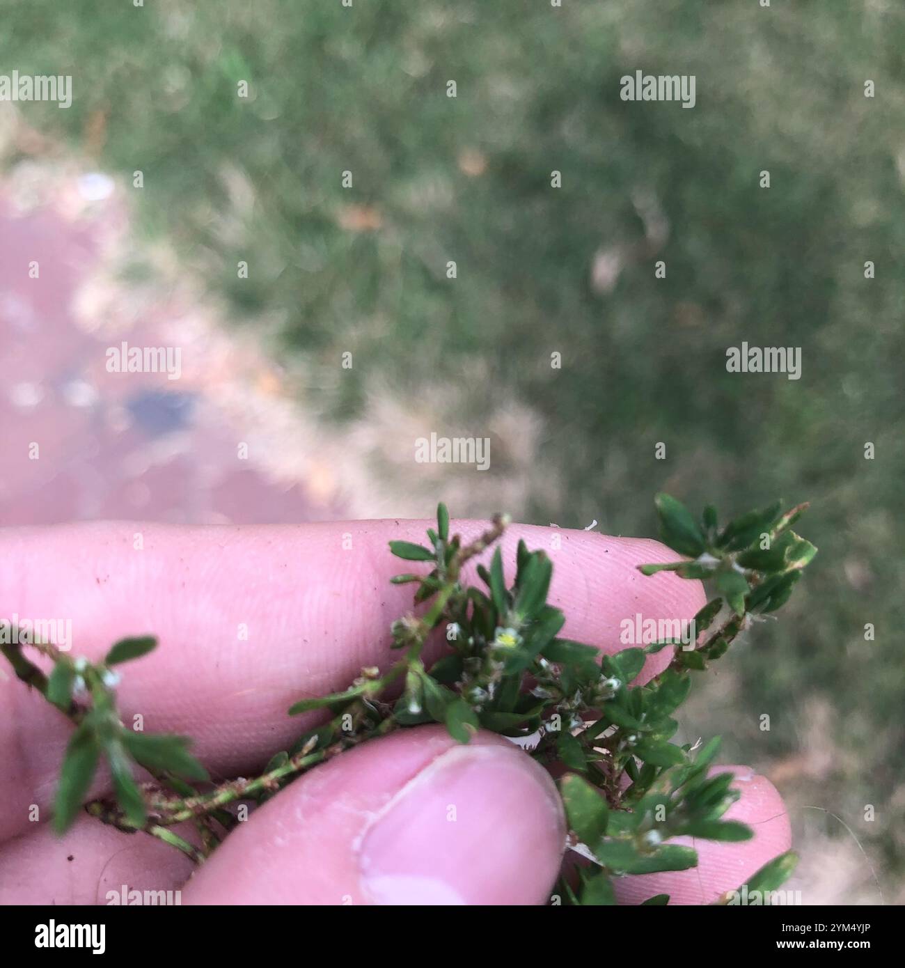 Oval Leaf Knotweed (Polygonum arenastrum Stock Photo - Alamy
