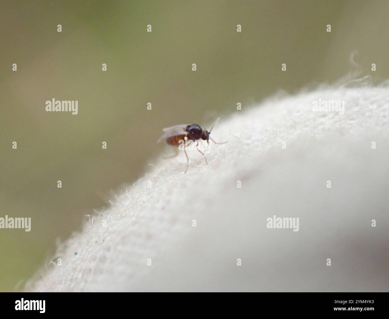 Biting Midges (Ceratopogonidae Stock Photo - Alamy