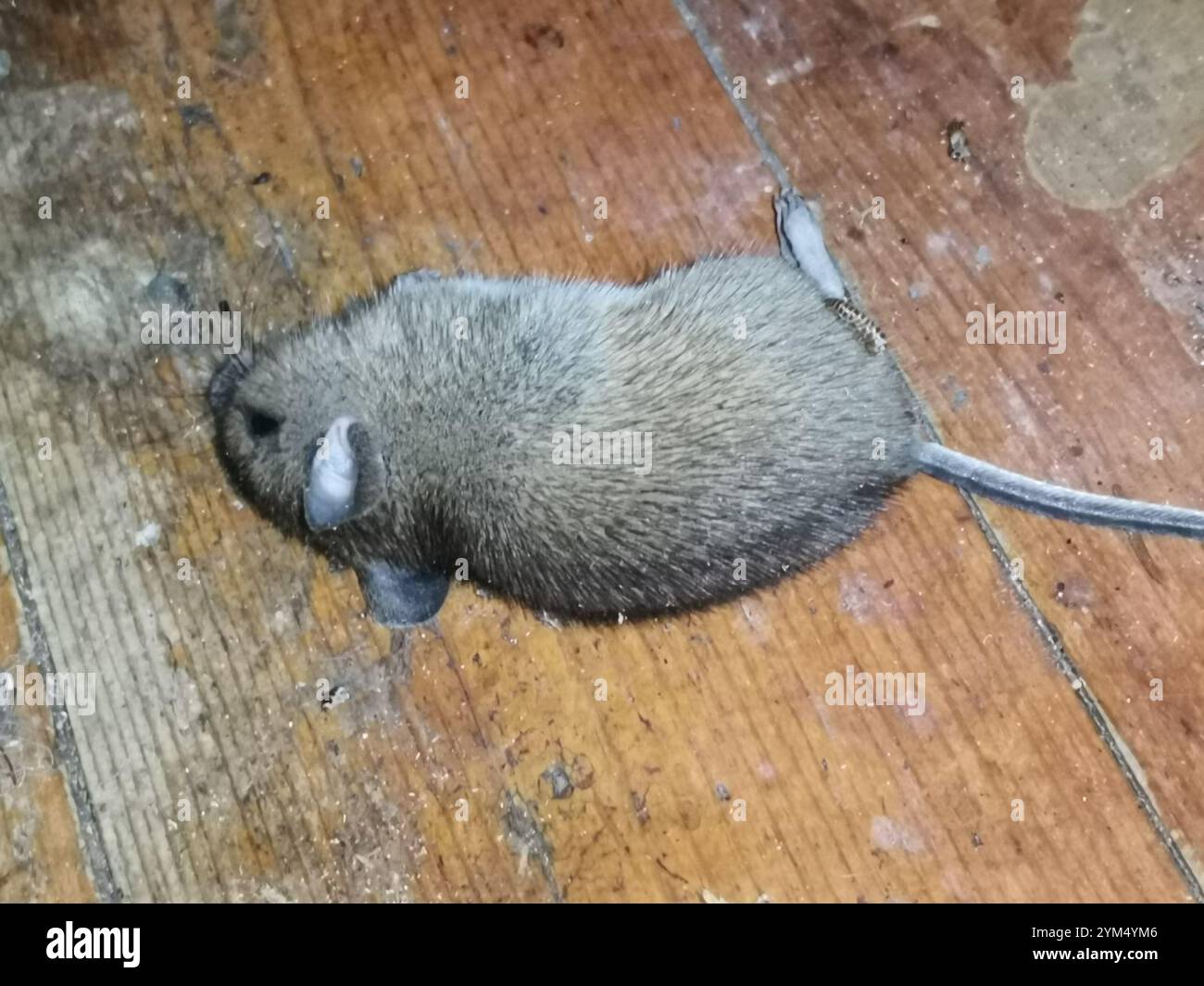House Mouse (Mus musculus Stock Photo - Alamy