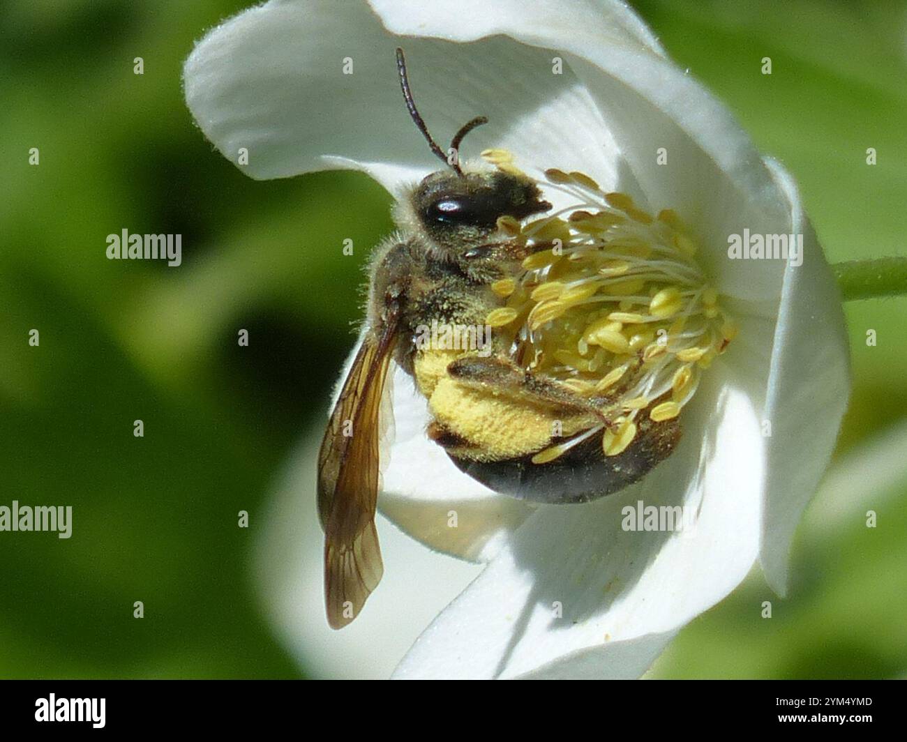 Mining Bees (Andrena Stock Photo - Alamy