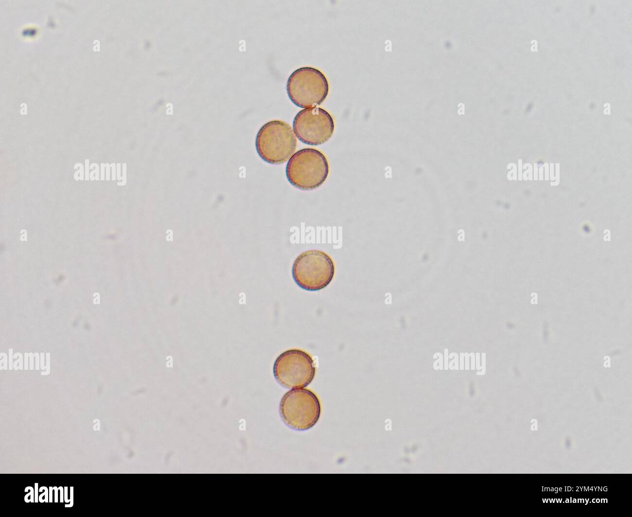 Comatricha elegans hi-res stock photography and images - Alamy