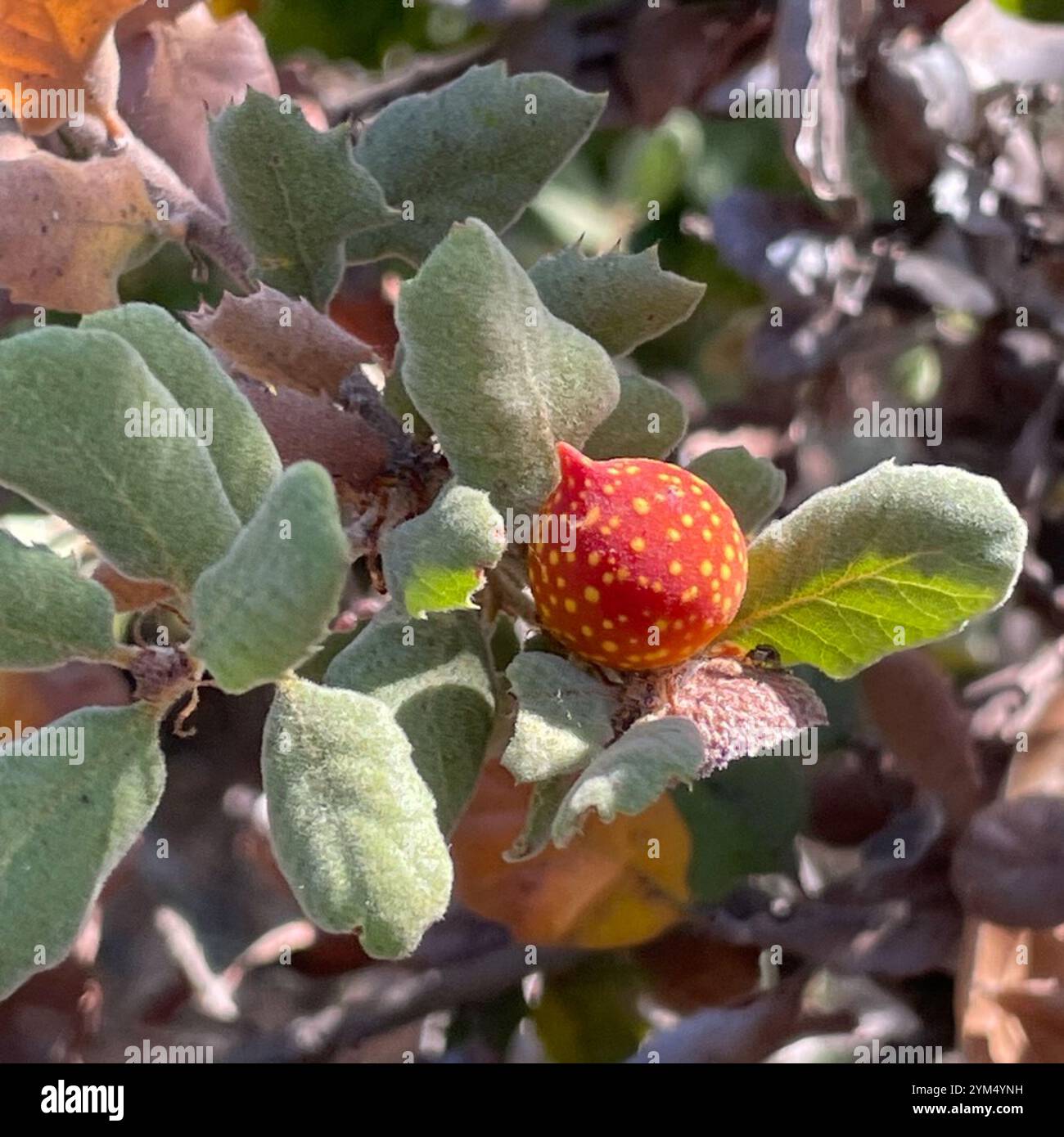 Beaked Twig Gall Wasp (Burnettweldia plumbella Stock Photo - Alamy