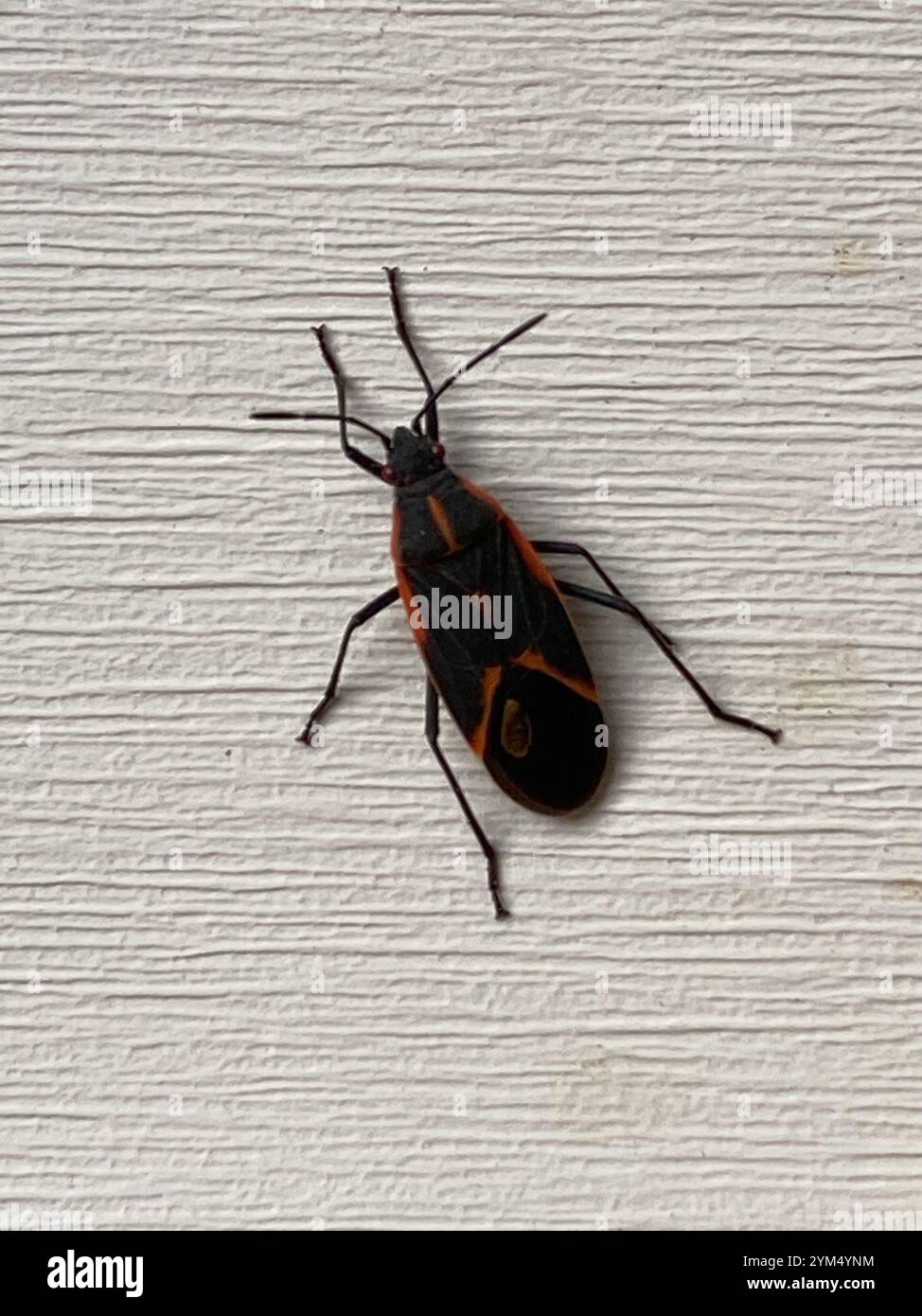 Eastern Boxelder Bug (Boisea trivittata Stock Photo - Alamy