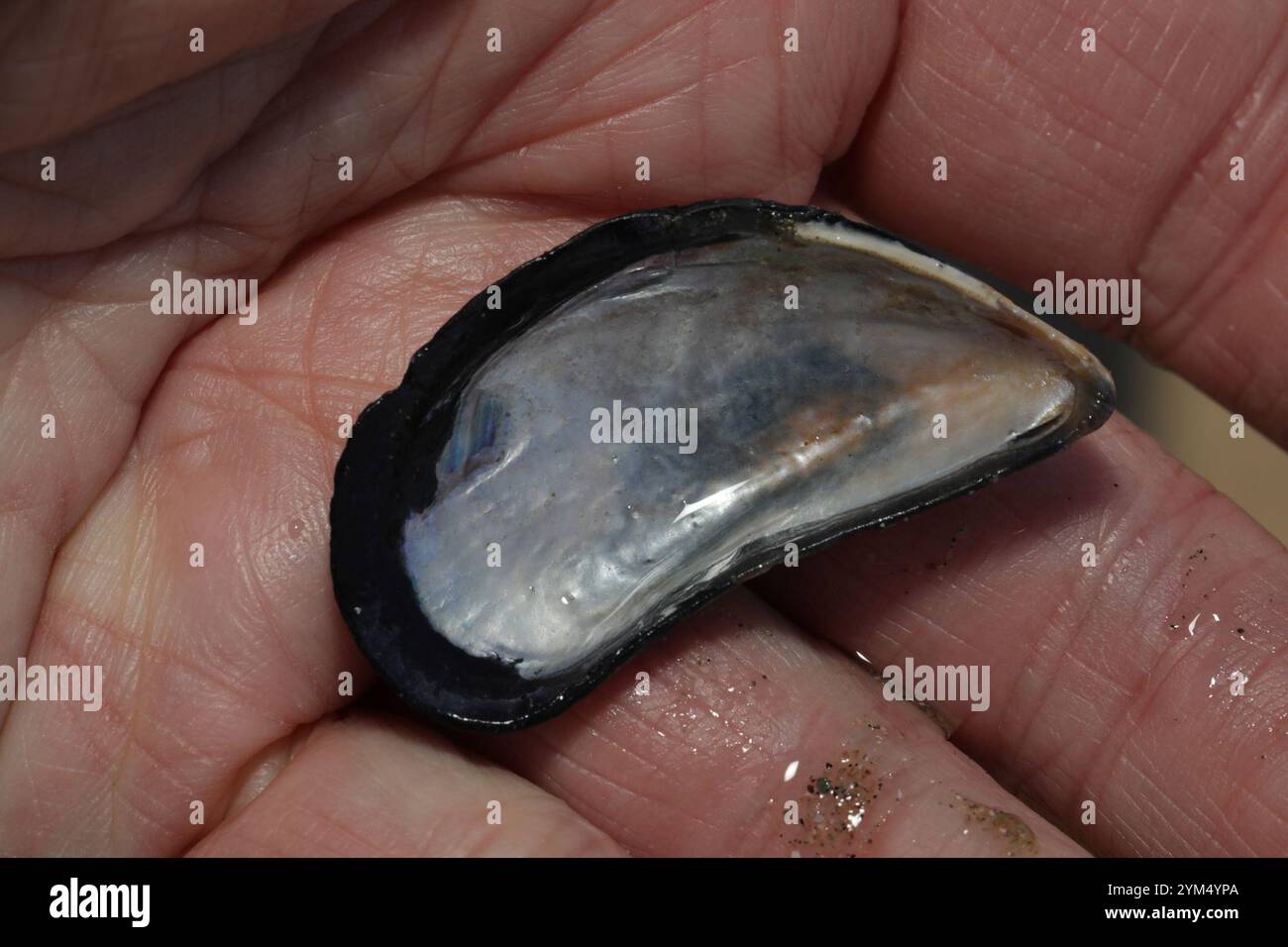 Blue Mussel (Mytilus edulis Stock Photo - Alamy