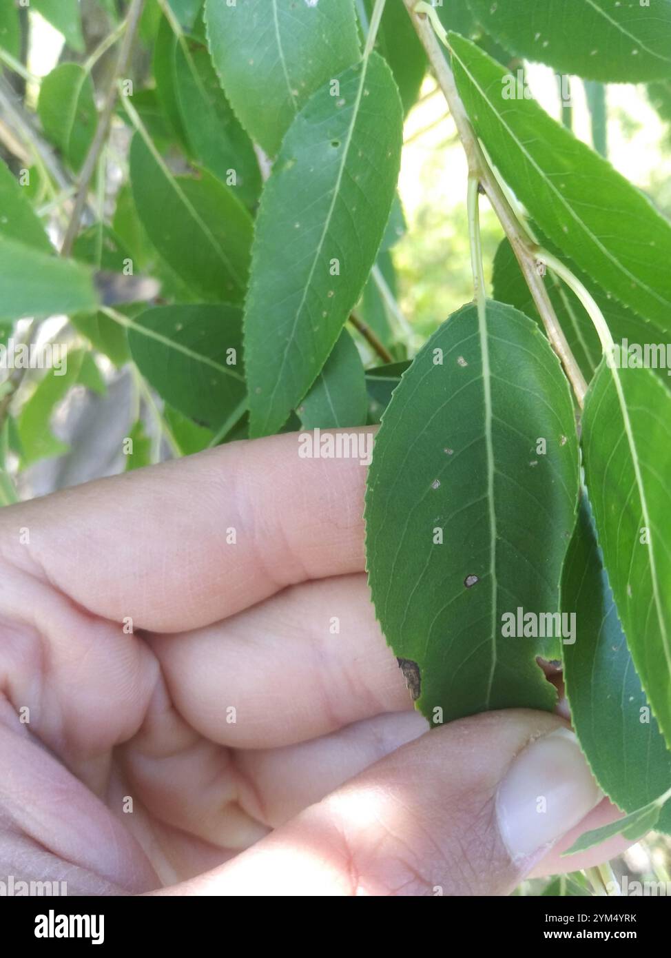 willow family (Salicaceae Stock Photo - Alamy