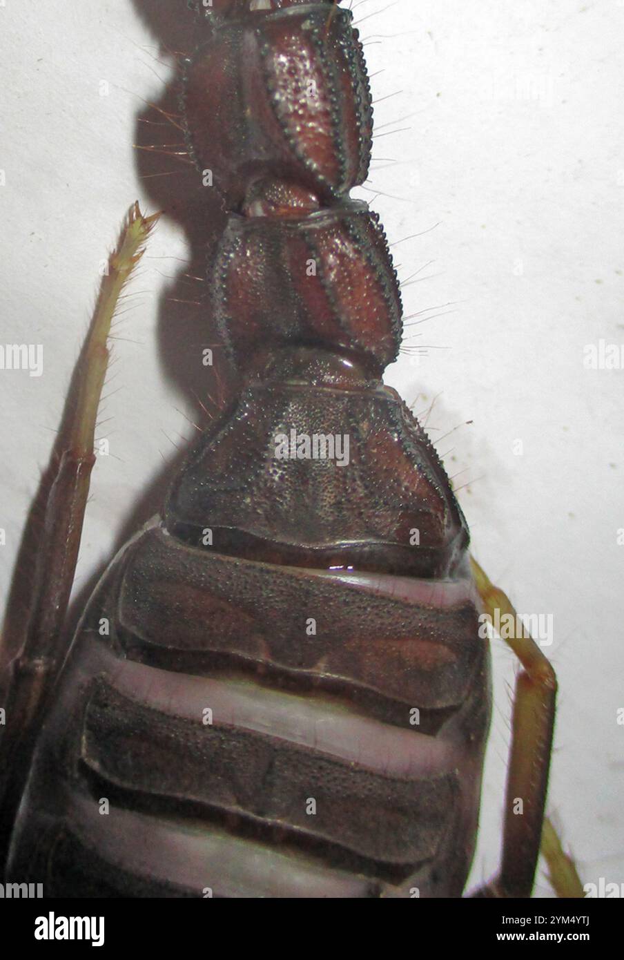 Transvaal Thicktail Scorpion (Parabuthus transvaalicus Stock Photo - Alamy