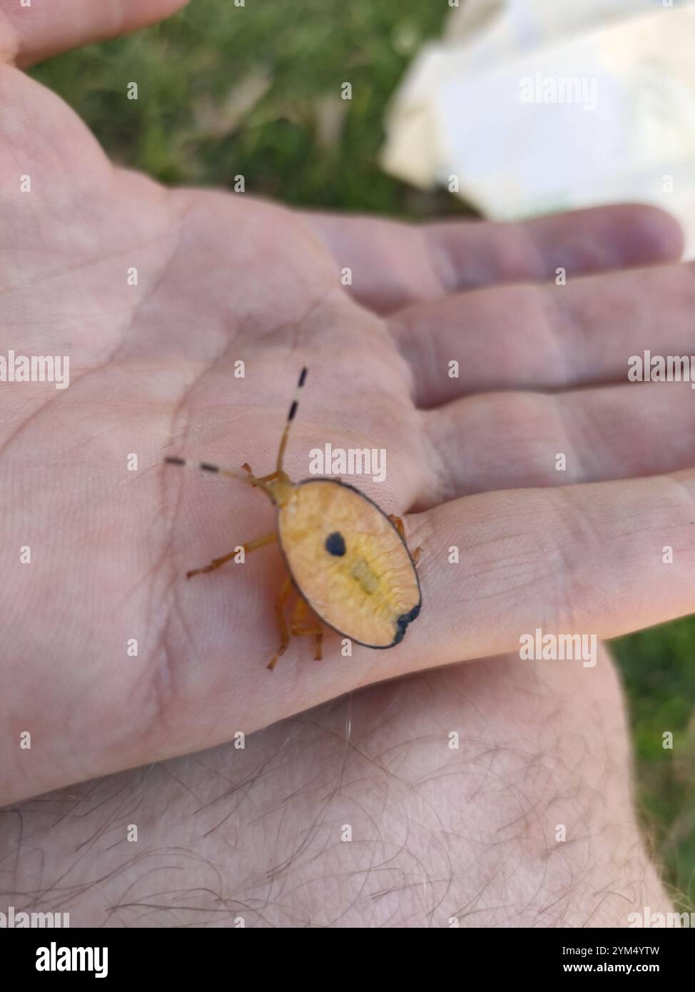 Bronze Orange Bug (Musgraveia sulciventris Stock Photo - Alamy