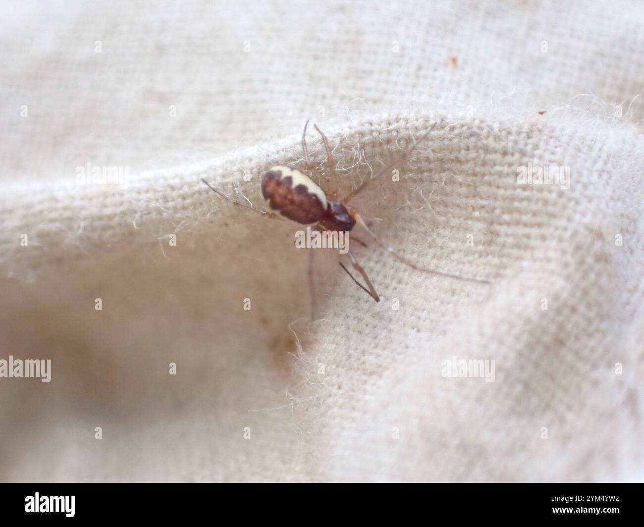 Sheetweb and Dwarf Weavers (Linyphiidae Stock Photo - Alamy