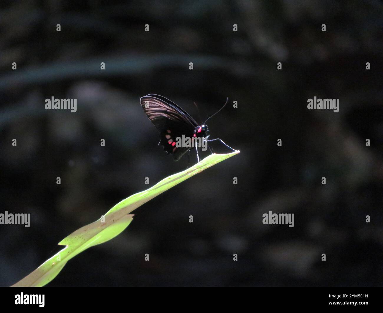Parides lysander hi-res stock photography and images - Alamy