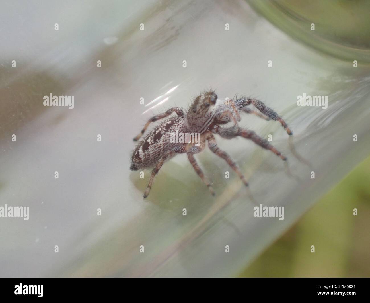 Bronze Jumping Spider (Eris militaris Stock Photo - Alamy