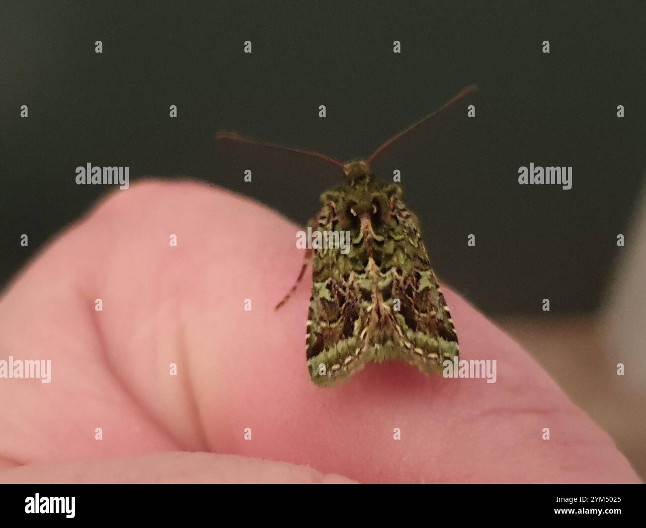 Mahoe moth hi-res stock photography and images - Alamy