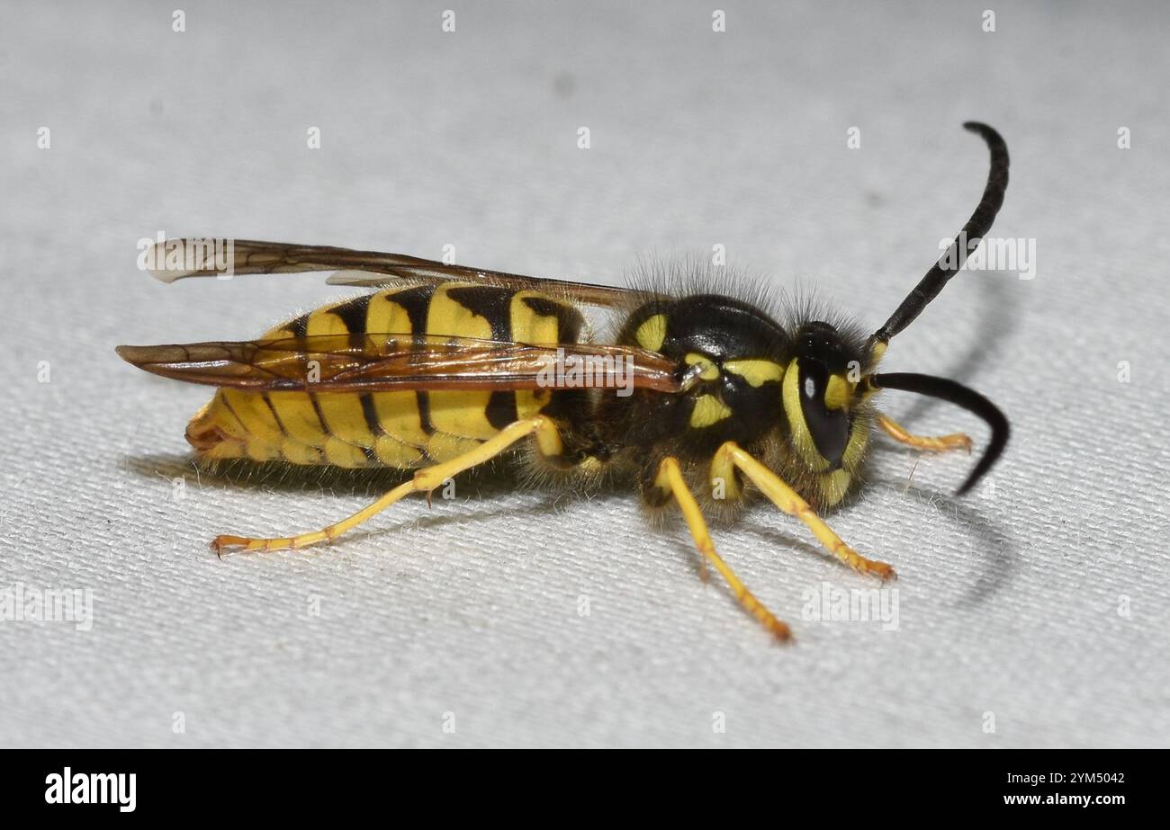 German Yellowjacket (Vespula germanica Stock Photo - Alamy