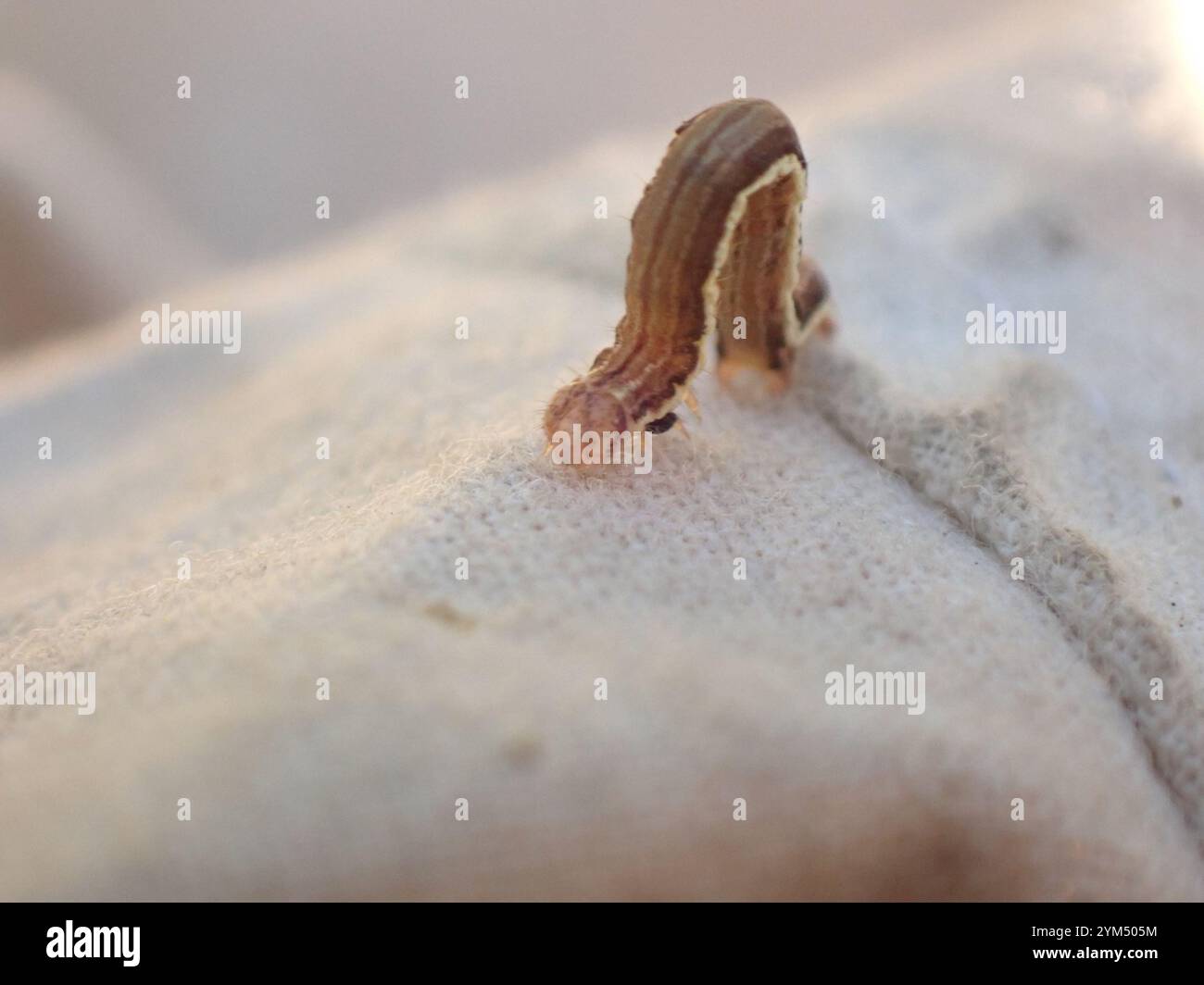 Geometer Moths (Geometridae Stock Photo - Alamy