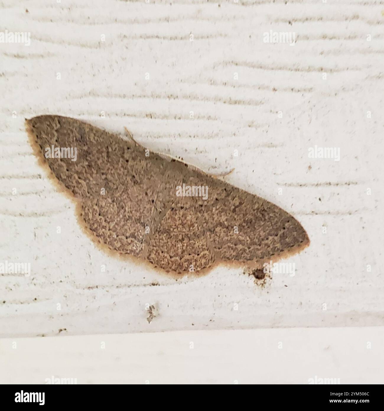 Common Tan Wave (Pleuroprucha insulsaria Stock Photo - Alamy