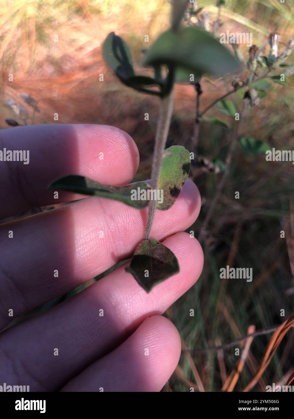 Dixie aster (Sericocarpus tortifolius Stock Photo - Alamy