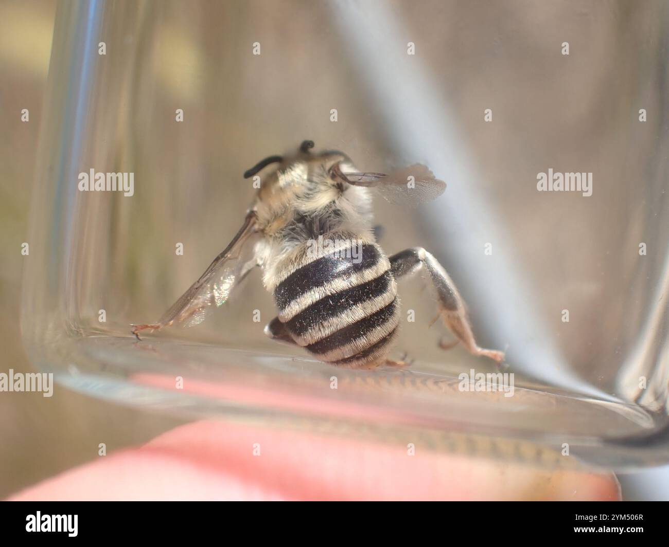 Urbane Digger Bee (Anthophora urbana Stock Photo - Alamy