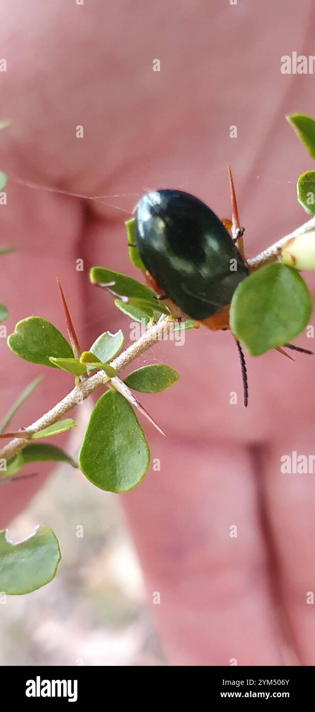 Metallic Green Acacia Beetle (Calomela ruficeps Stock Photo - Alamy
