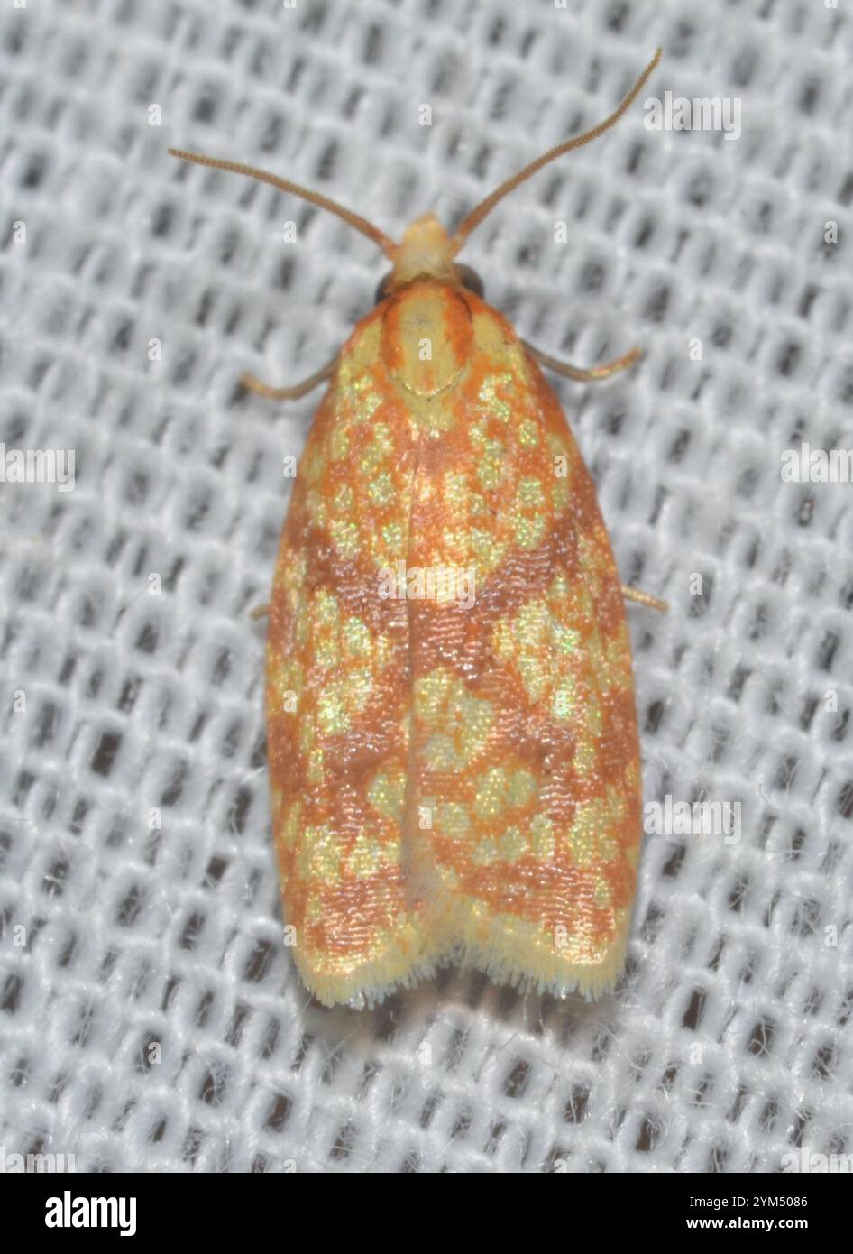 Sparganothis Fruitworm Moth (Sparganothis sulfureana Stock Photo - Alamy