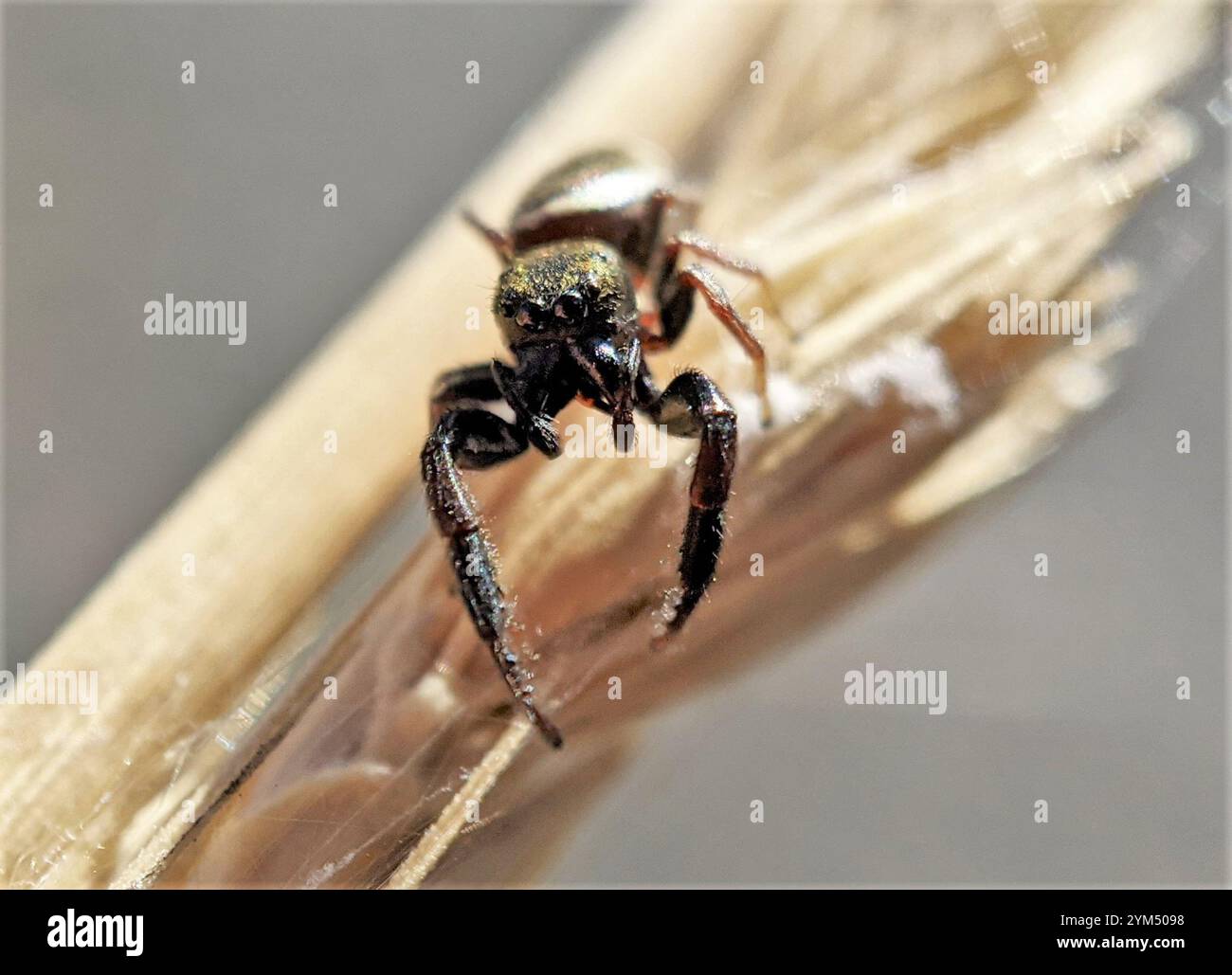 Buttonhook Leafbeetle Jumping Spider (Sassacus vitis Stock Photo - Alamy