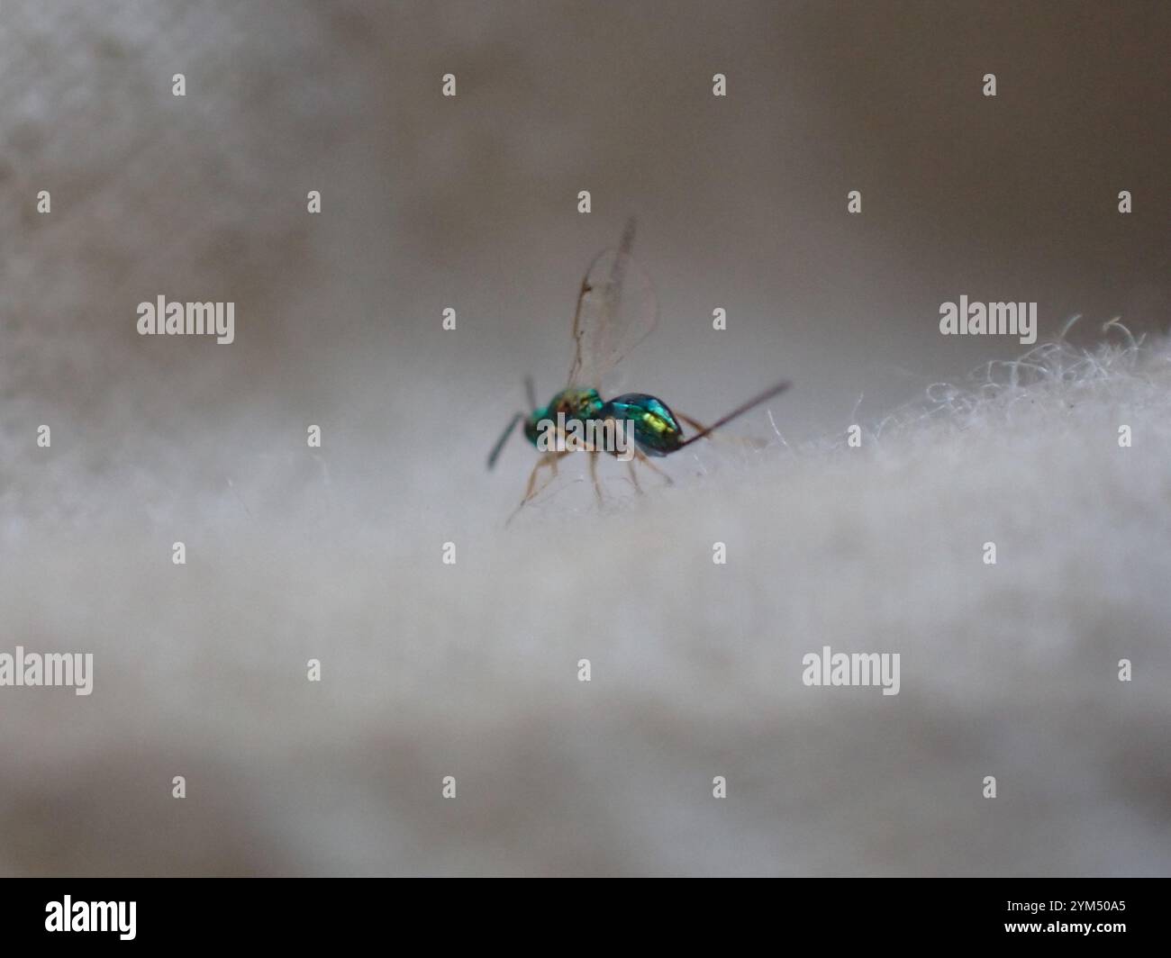 Torymidae hi-res stock photography and images - Alamy