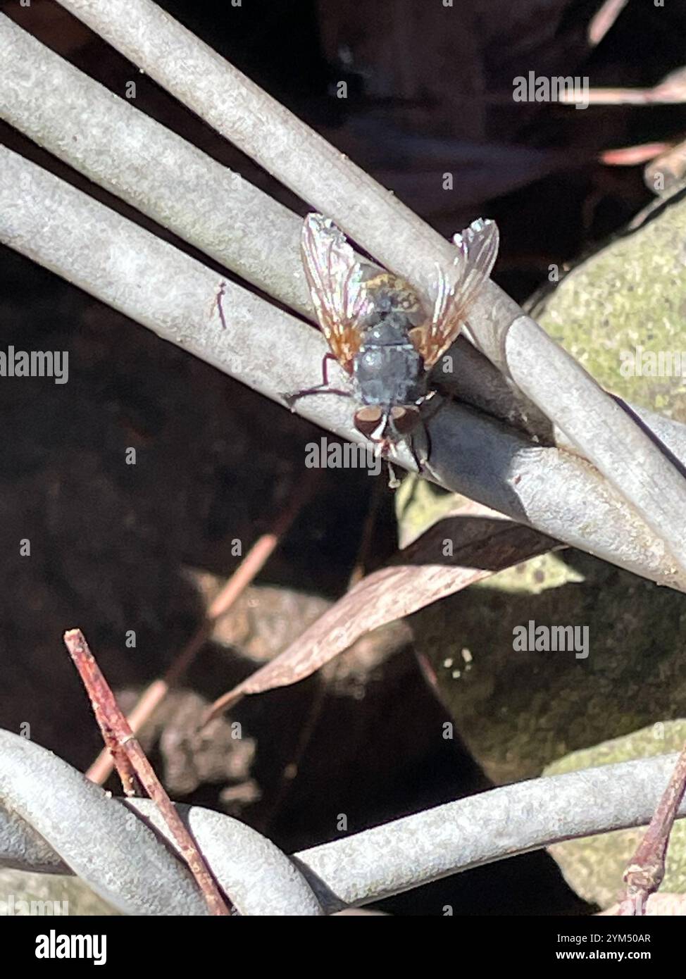 Blow Flies (Calliphoridae Stock Photo - Alamy
