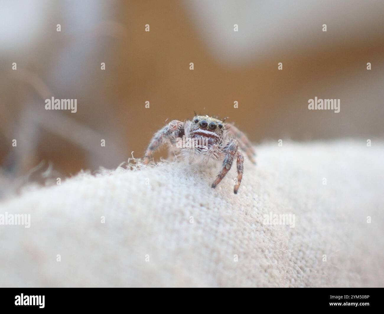 Marbled Purple Jumping Spider (Phidippus purpuratus Stock Photo - Alamy